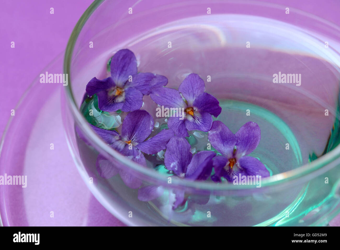 Viola odorata hi-res stock photography and images - Alamy