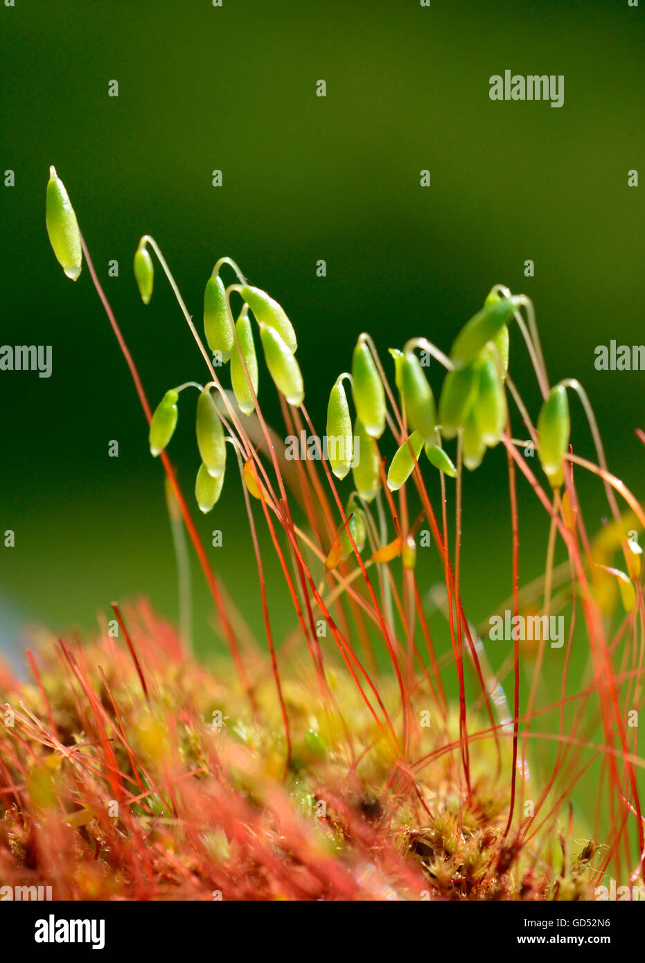 Fire Moss / (Ceratodon purpureus Stock Photo - Alamy