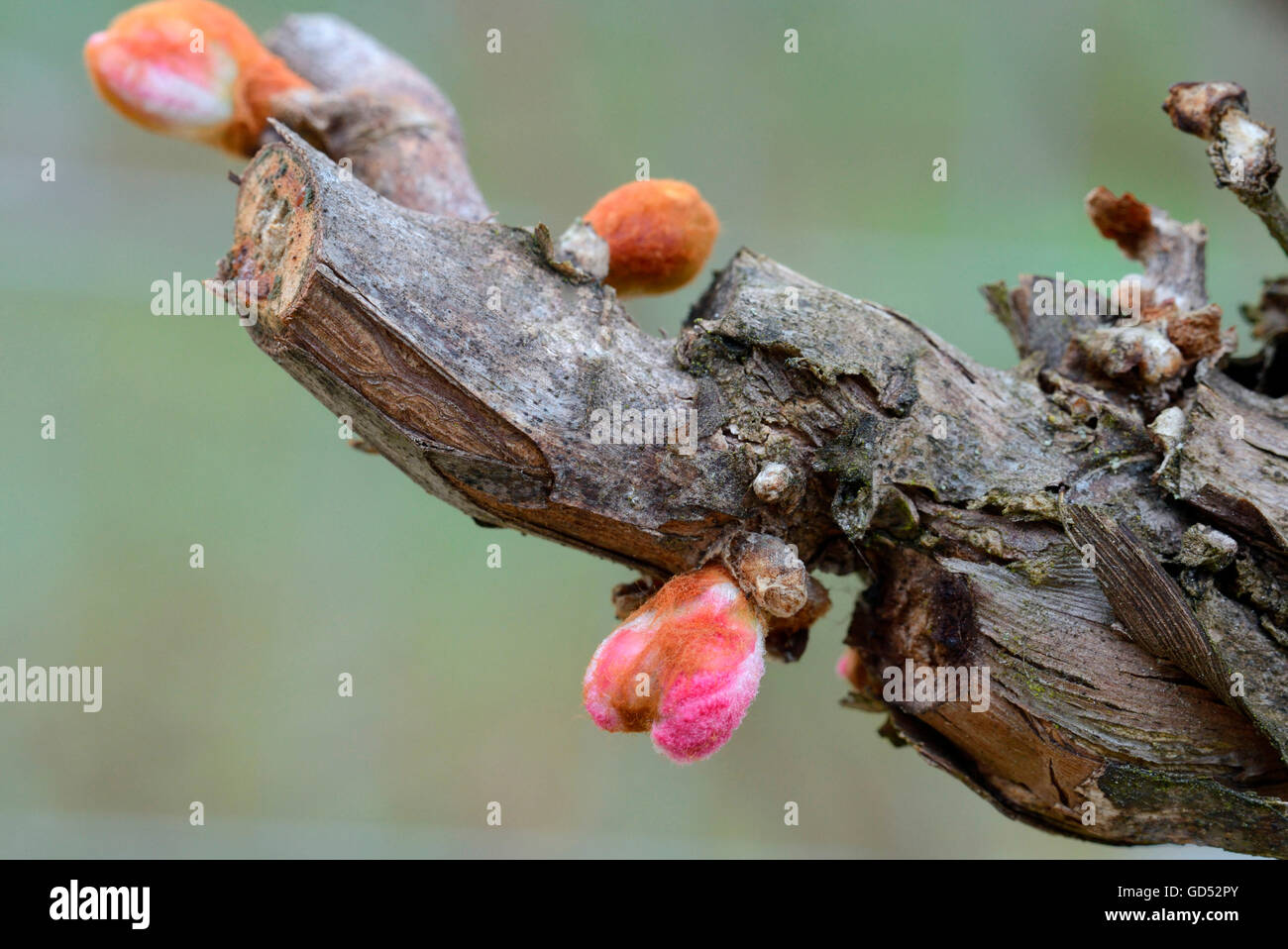 Grape vine / (Vitis vinifera Stock Photo - Alamy Grape vine / (Vitis vinifera Stock Photo - Alamy