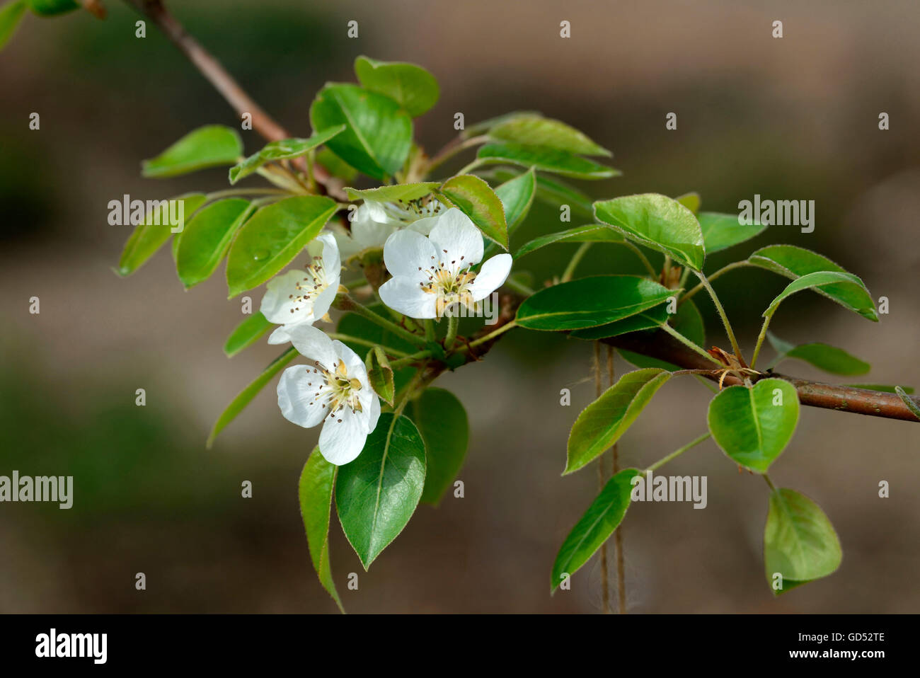 Pyrus communis hi-res stock photography and images - Alamy