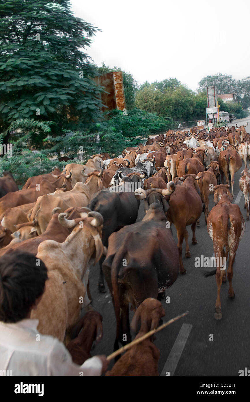 Indian cow herder hi-res stock photography and images - Alamy
