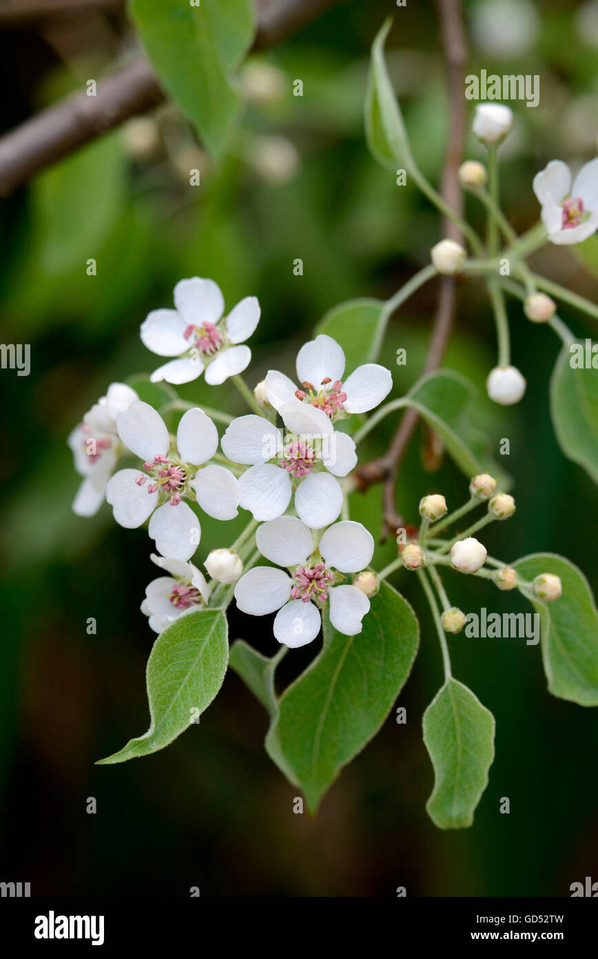 birch-leaf pear / (Pyrus betulifolia Stock Photo - Alamy
