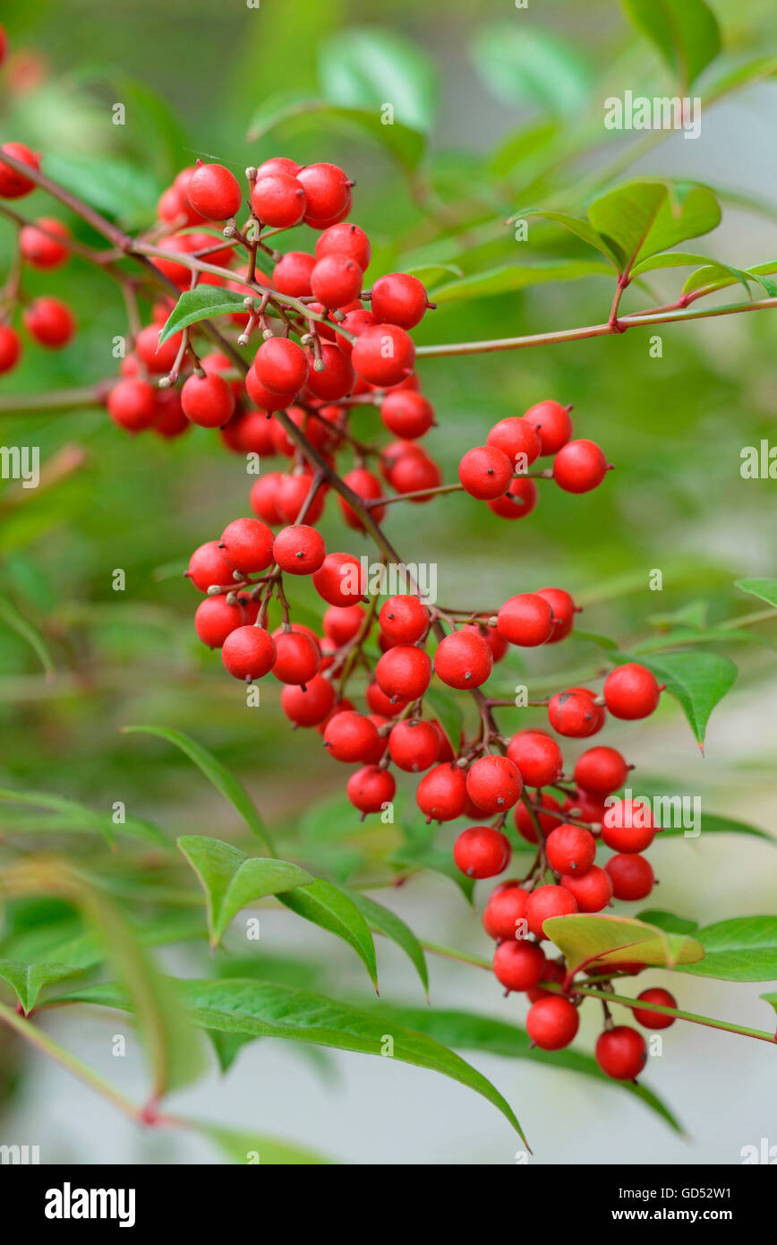 heavenly bamboo / (Nandina domestica Stock Photo - Alamy