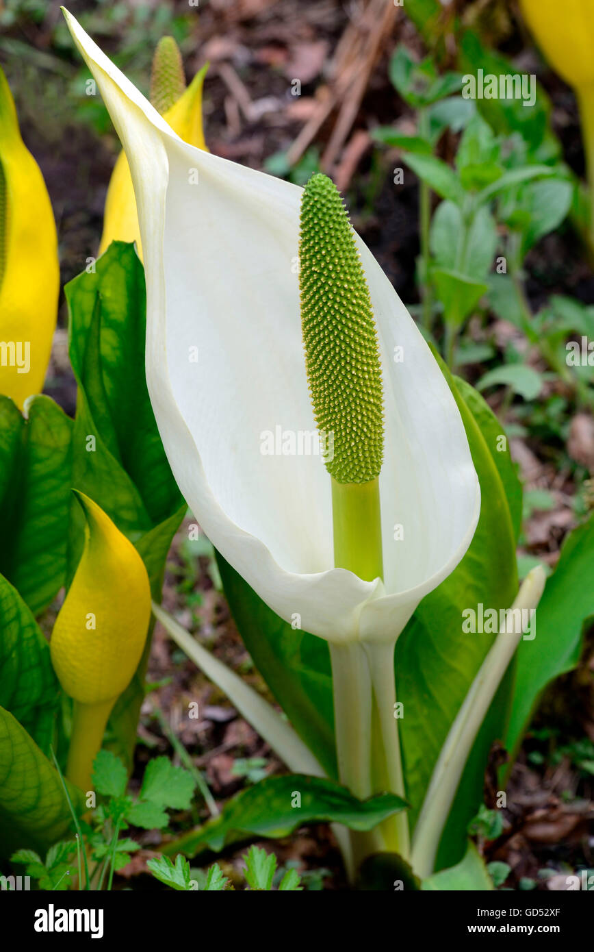 Asian skunk-cabbage / (Lysichiton camtschatcensis Stock Photo - Alamy