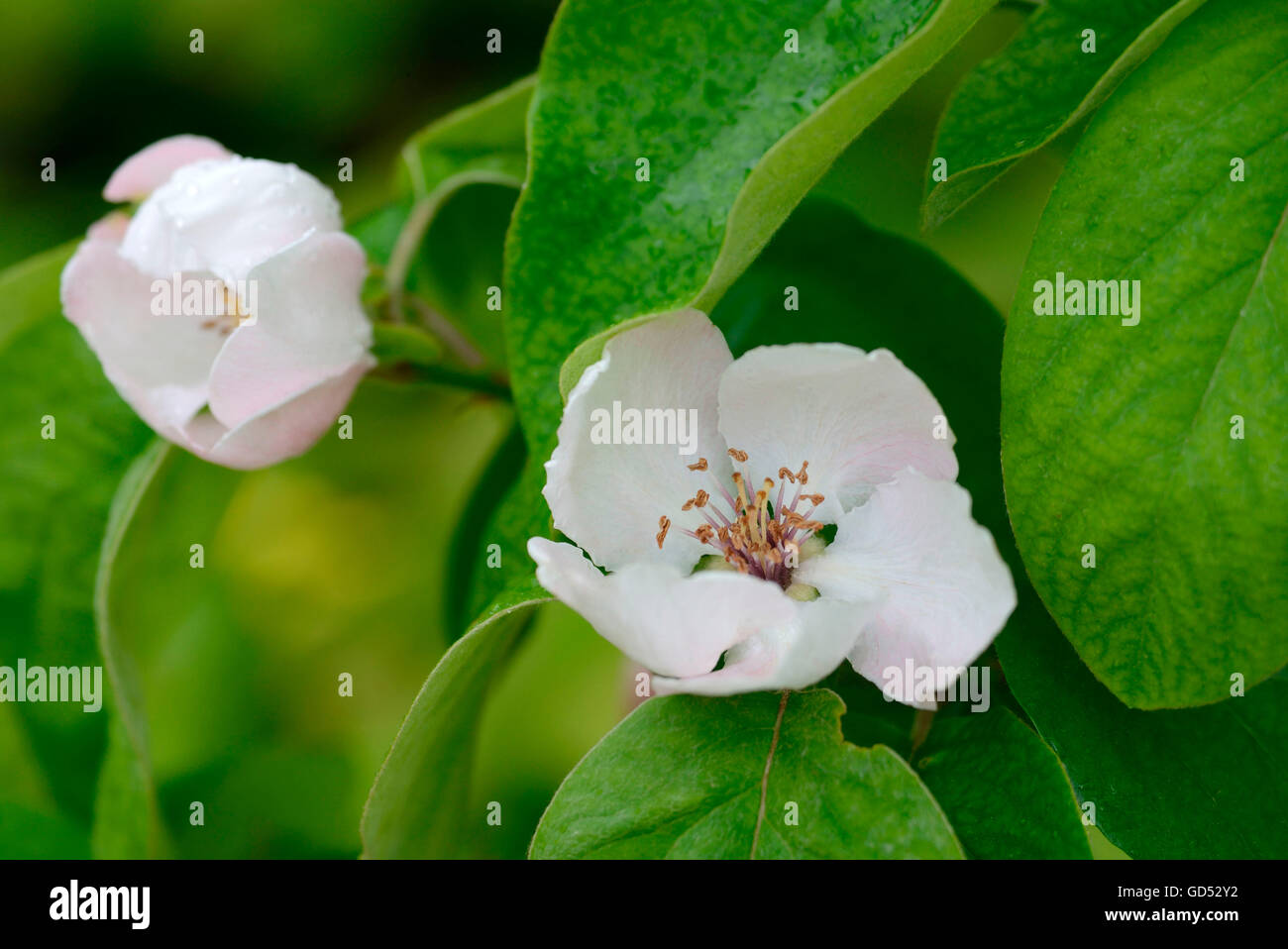 Cydonia oblonga hi-res stock photography and images - Alamy