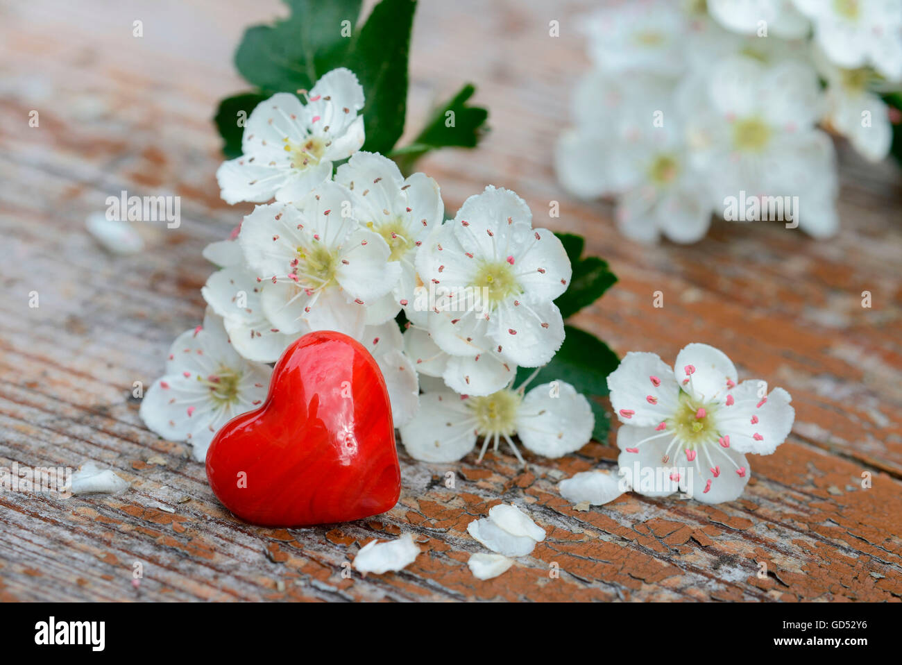 Common Hawthorn blossoms and red heart / (Crataegus monogyna Stock ...