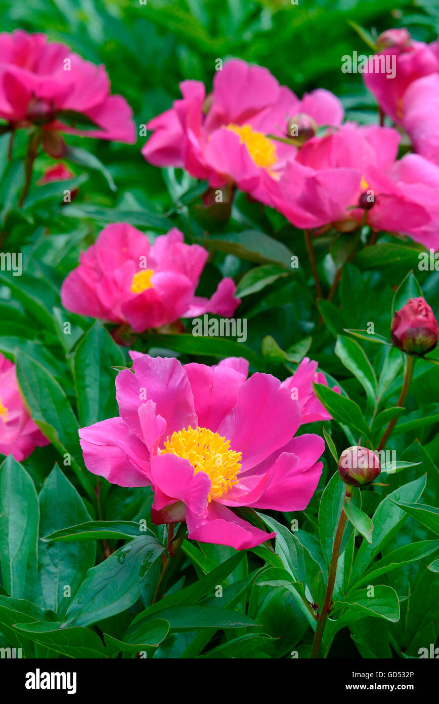 Paeonia lactiflora hi-res stock photography and images - Alamy