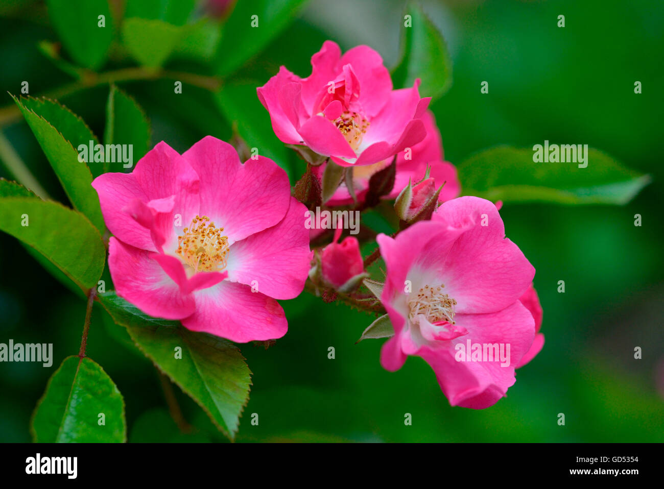 Multiflora Rose High Resolution Stock Photography and Images - Alamy