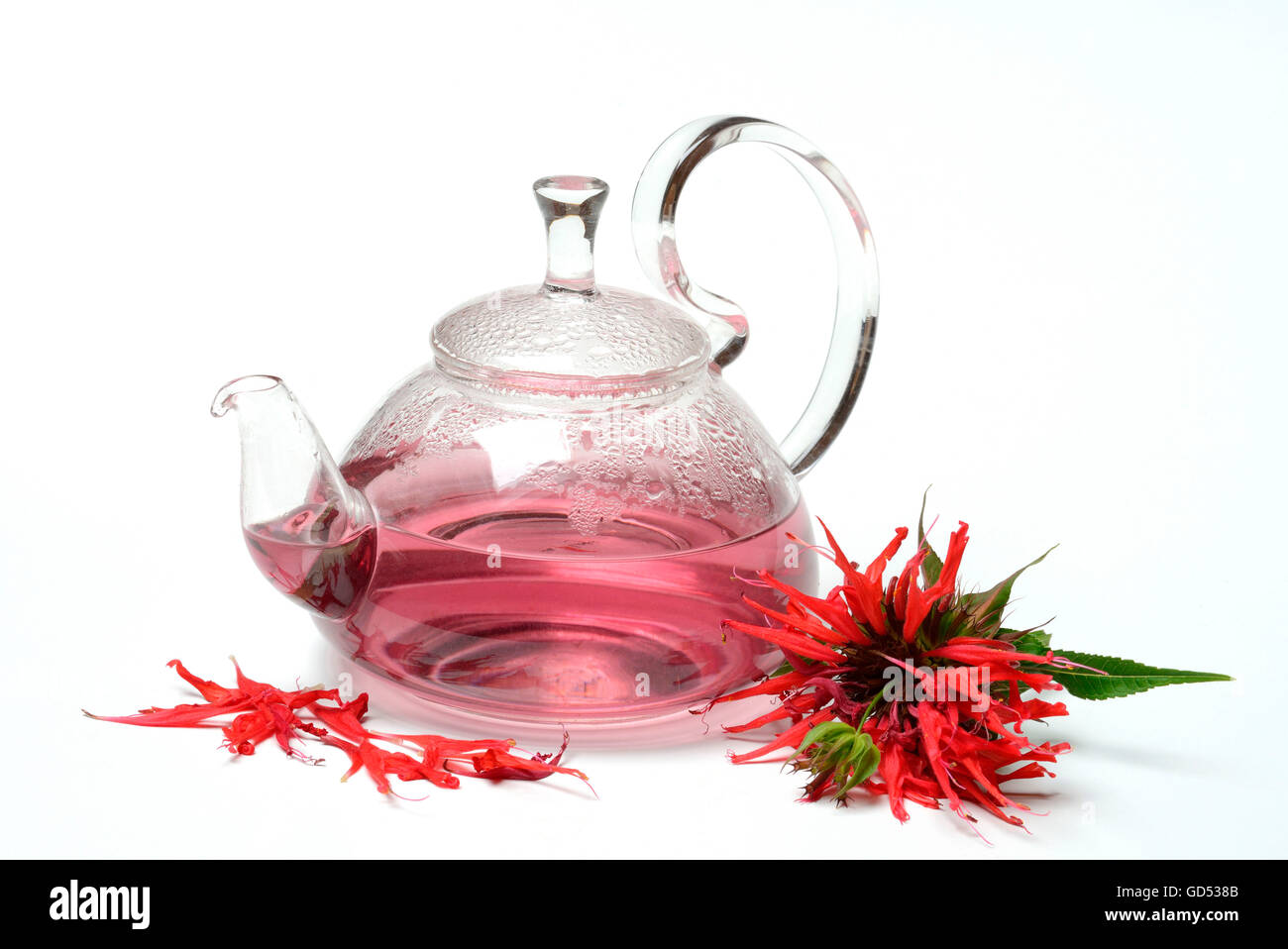 Monarda tea, Monarda hybride Stock Photo - Alamy