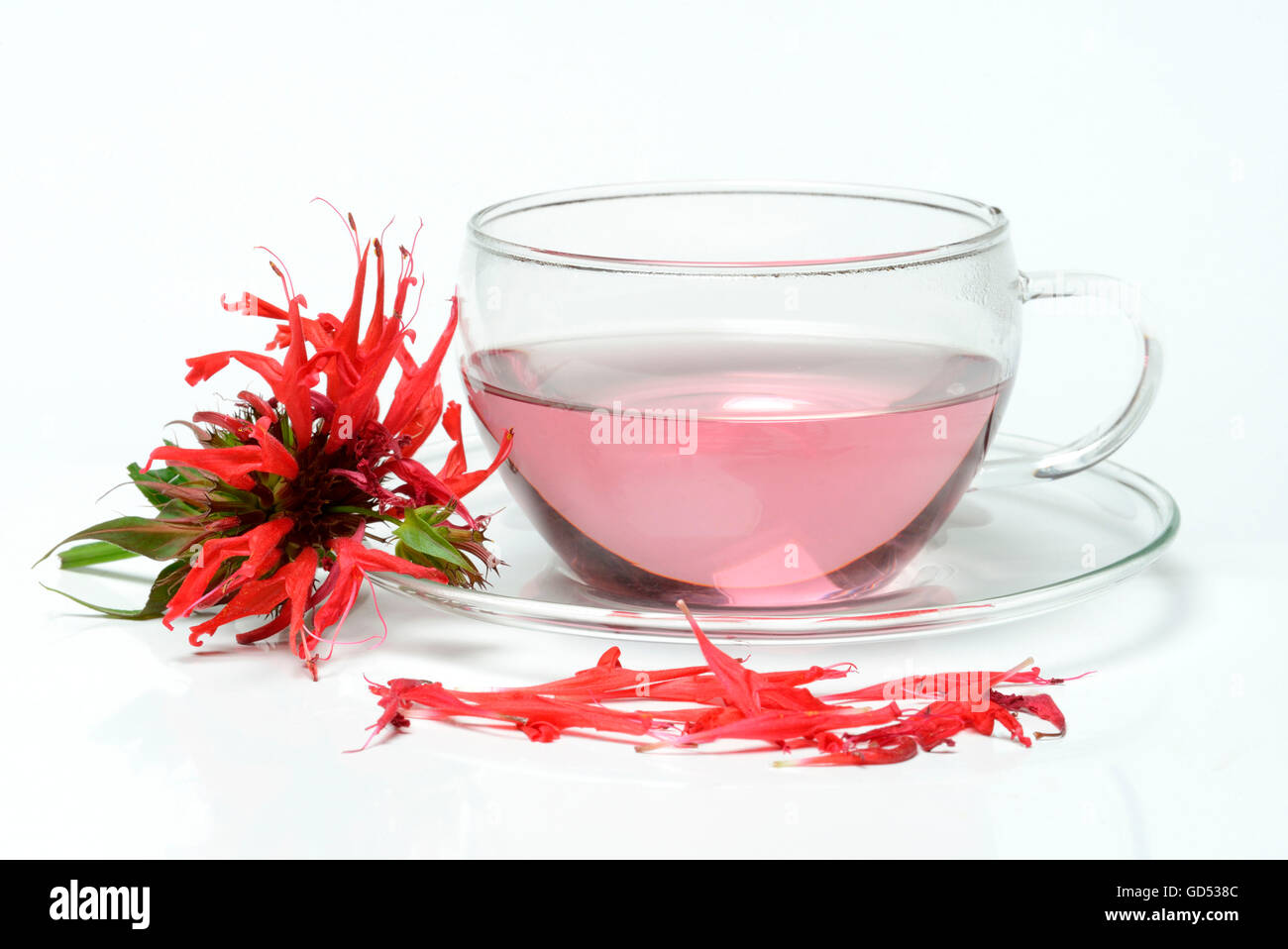 Monarda tea, Monarda hybride Stock Photo - Alamy