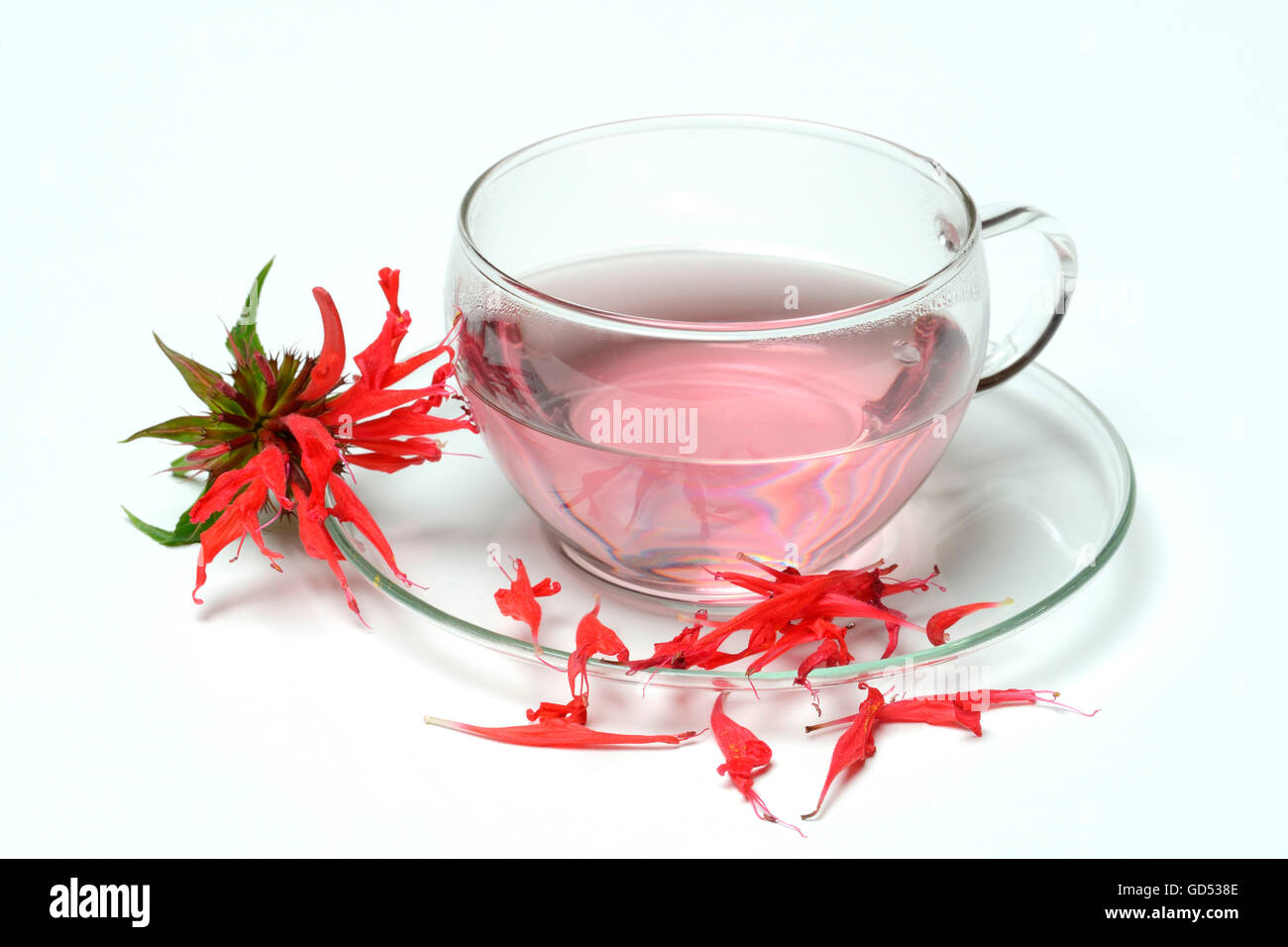 Monarda tea, Monarda hybride Stock Photo - Alamy