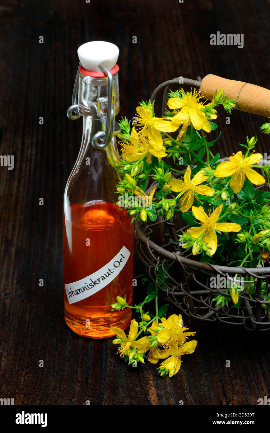 Perforate St. John's wort, oil / (Hypericum perforatum Stock Photo - Alamy