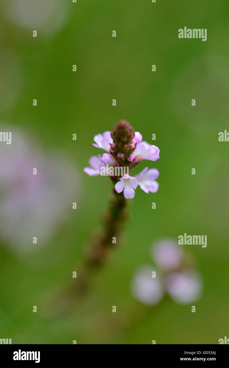 Vervein / (Verbena officinalis Stock Photo - Alamy