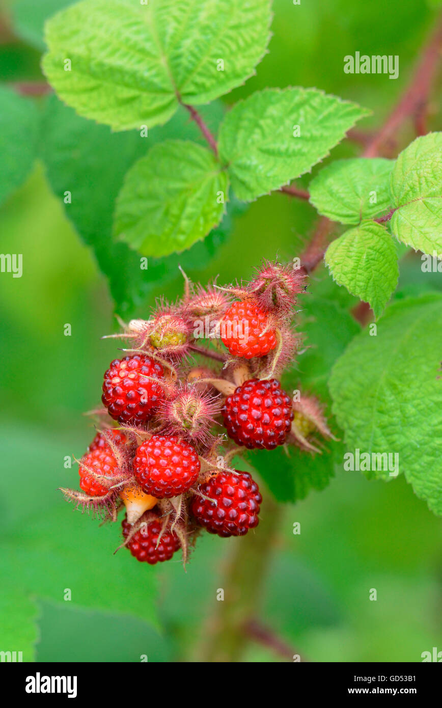 Rubus phoenicolasius hi-res stock photography and images - Alamy