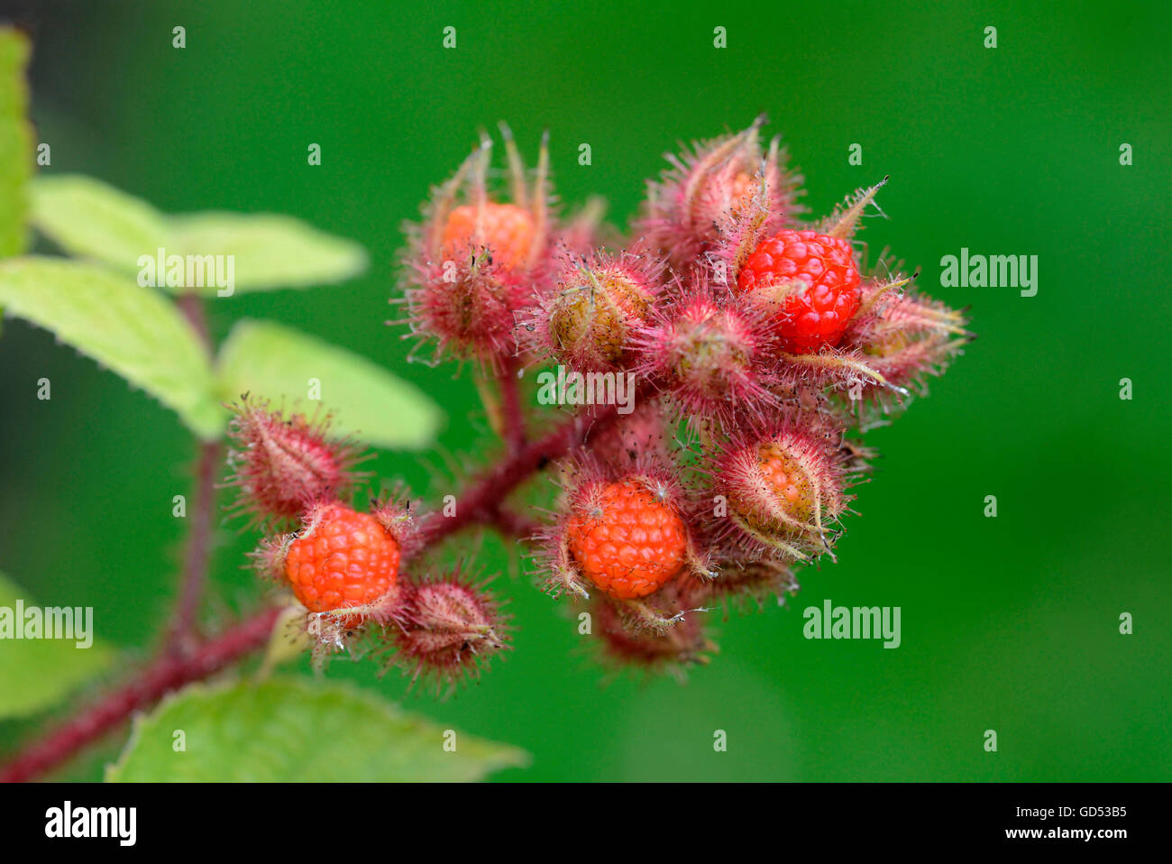 Rubus phoenicolasius japanese wineberry fruit hi-res stock photography ...