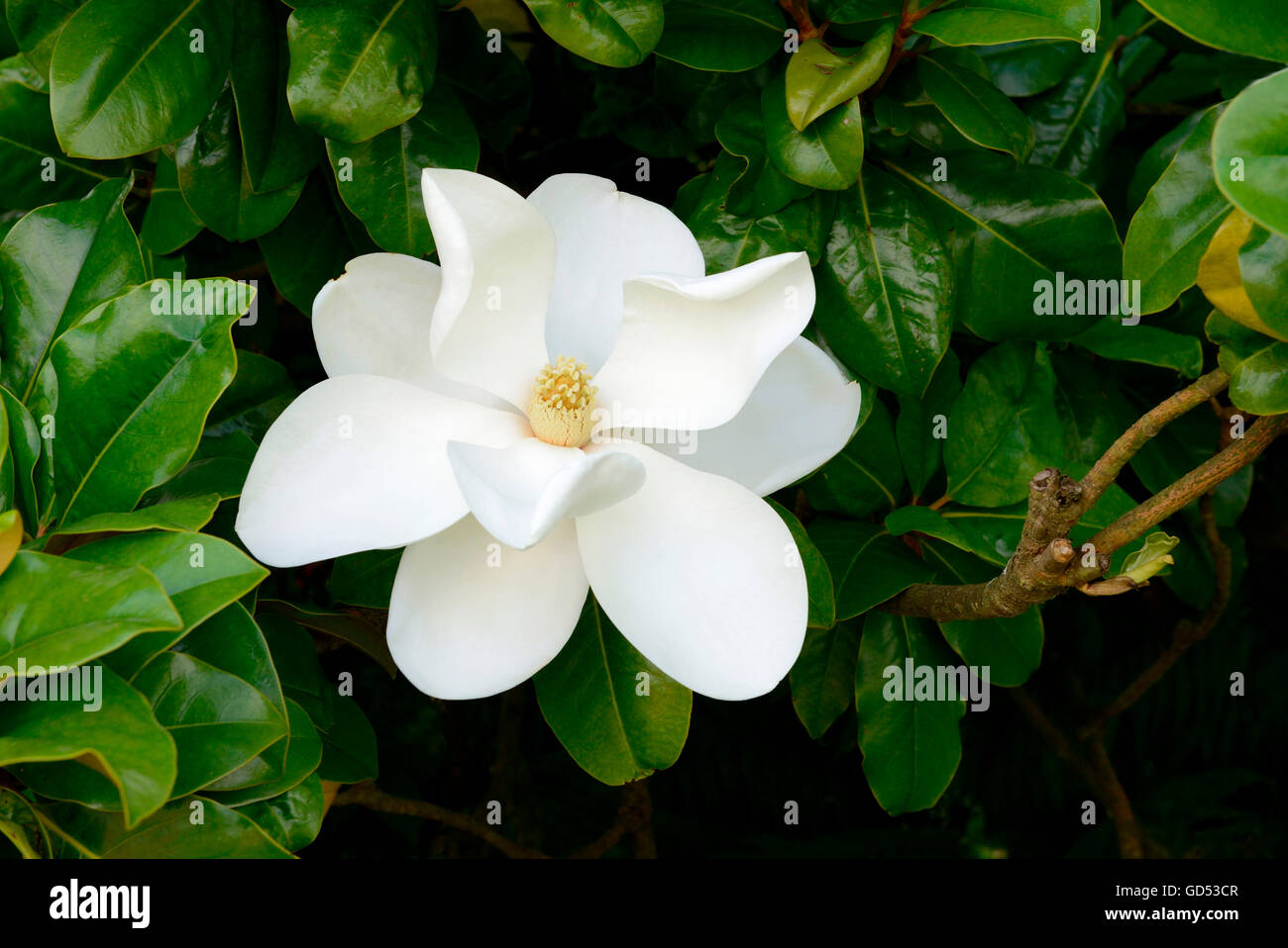 Southern magnolia grandiflora hi-res stock photography and images - Alamy
