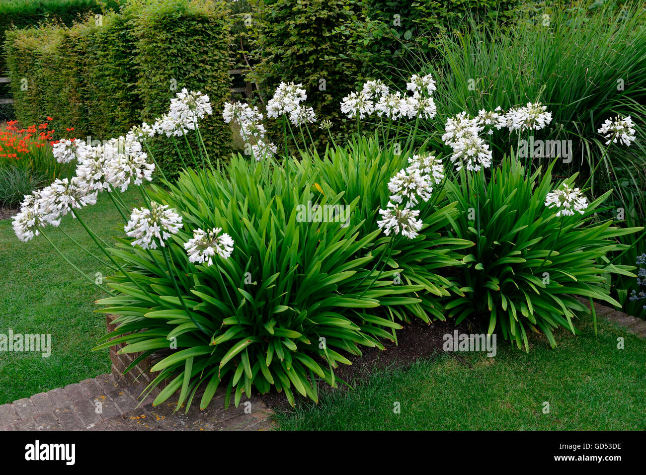 Lily-of-the-Nile, variety Albus / (Agapanthus inapertus Stock Photo - Alamy