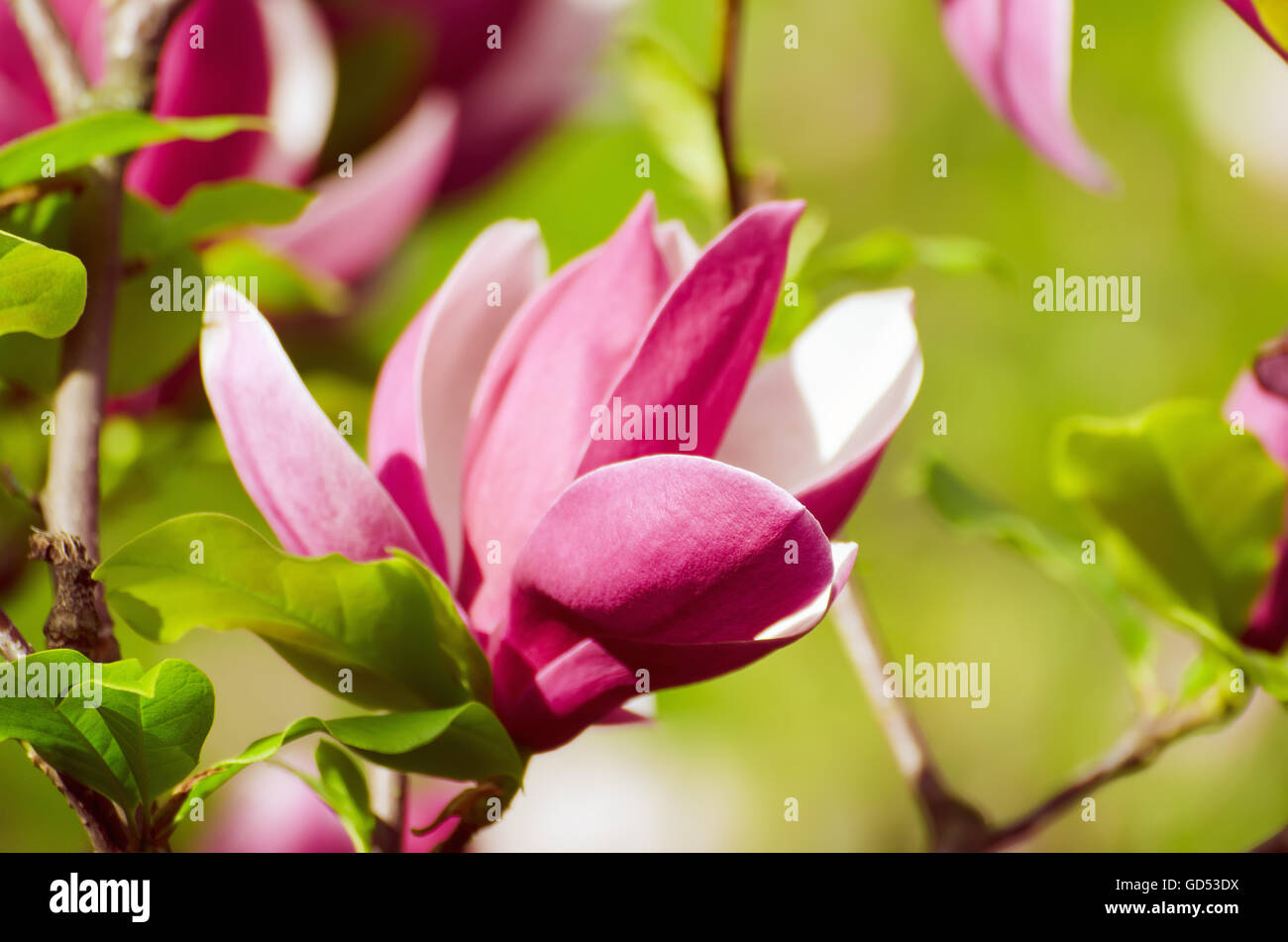 Magnolia spring flowers Stock Photo - Alamy