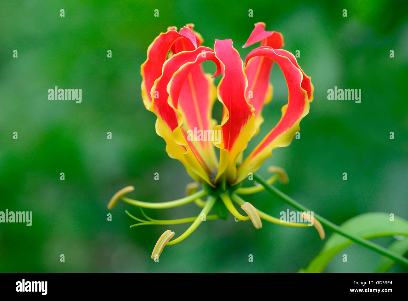 Gloriosa Superba High Resolution Stock Photography and Images - Alamy