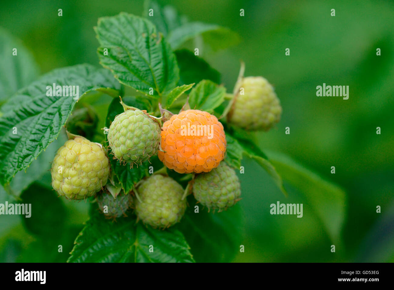 Rubus idaeus hi-res stock photography and images - Alamy