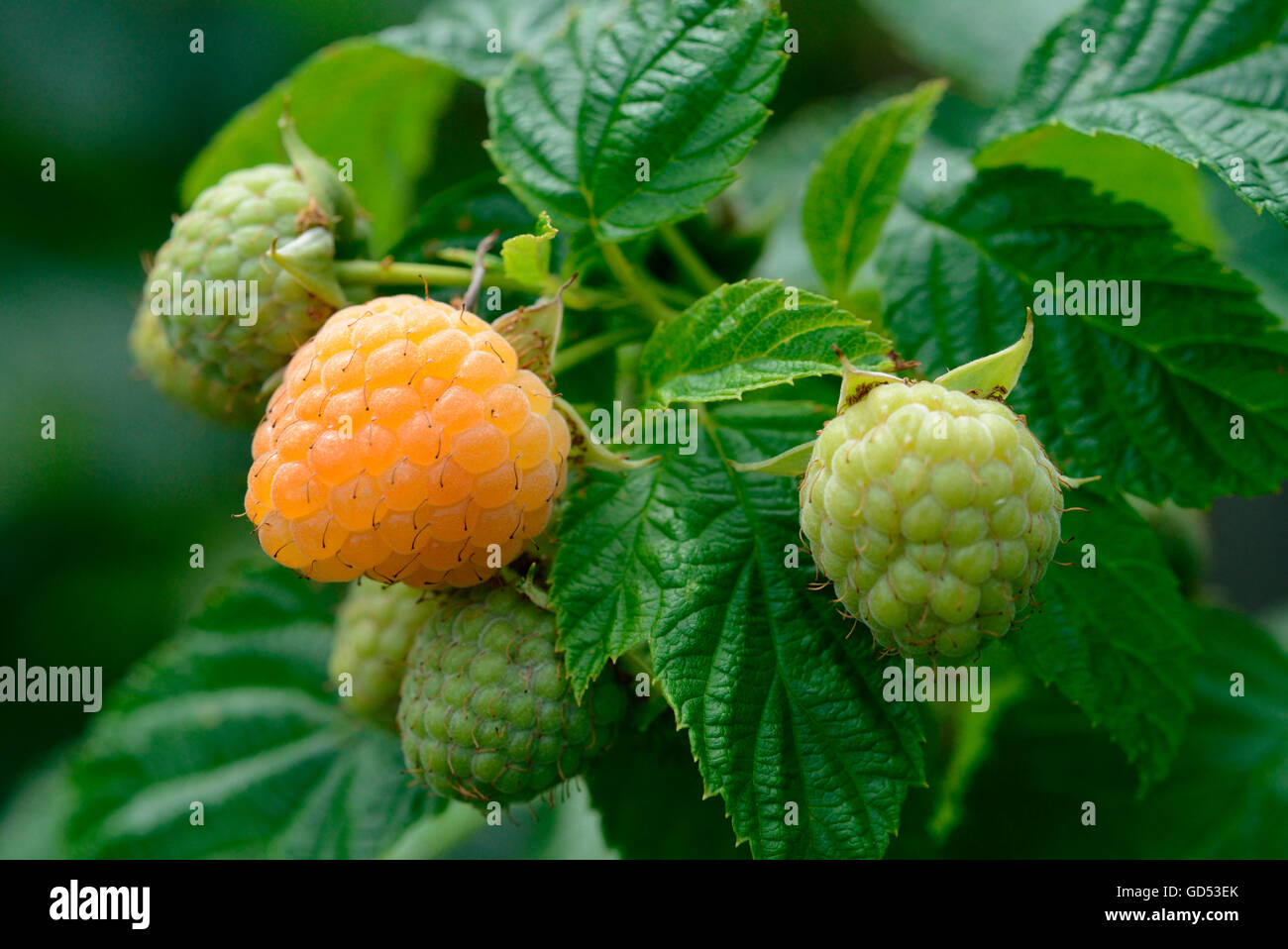 Rubus idaeus hi-res stock photography and images - Alamy