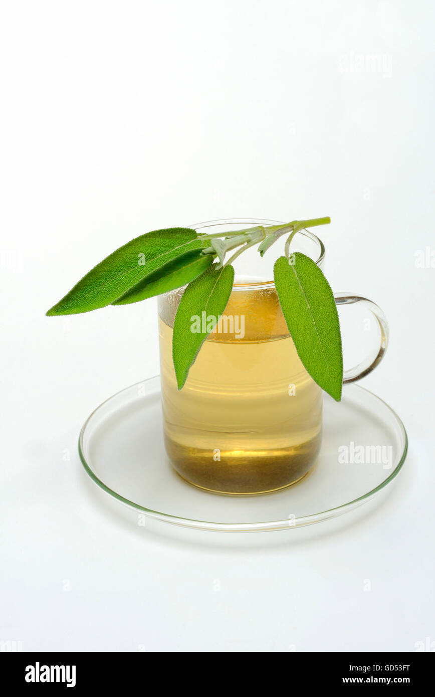 Sage tea / (Salvia officinalis Stock Photo - Alamy