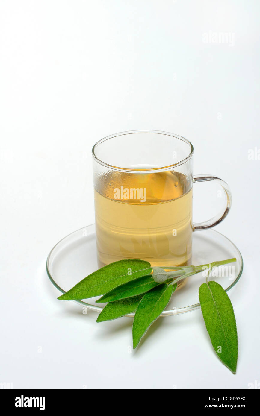 Sage tea / (Salvia officinalis Stock Photo - Alamy