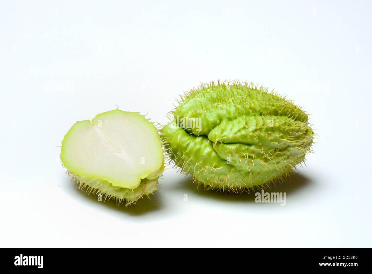 Sechium edule plant fruit hi-res stock photography and images - Alamy