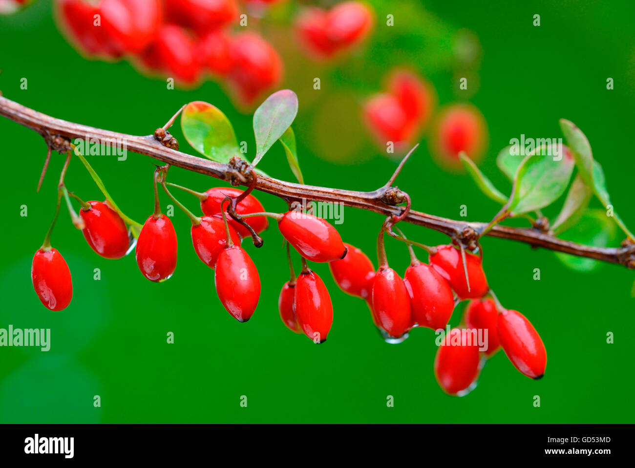 Berberitzenbeeren hi-res stock photography and images - Alamy