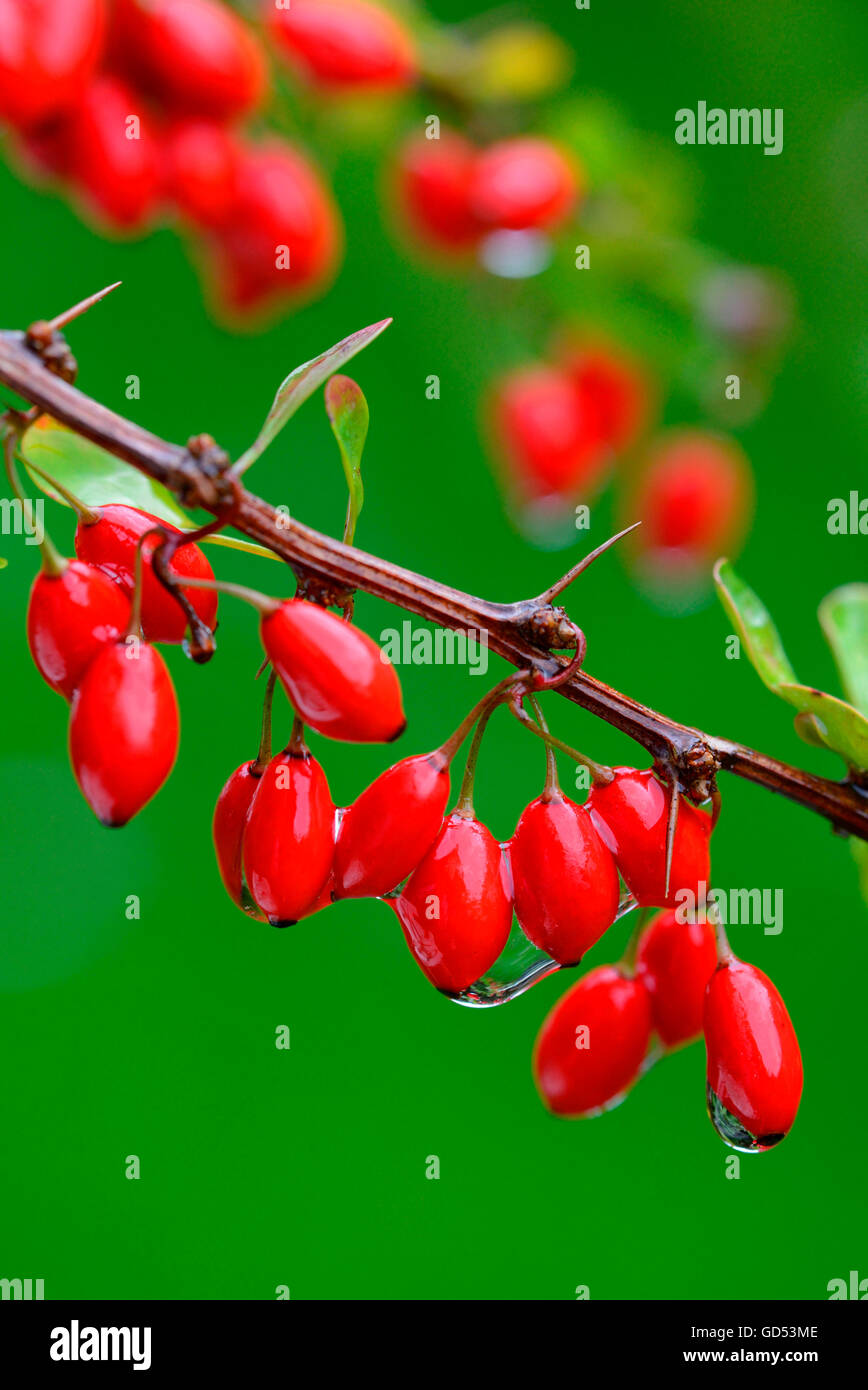 Berberitzenbeeren hi-res stock photography and images - Alamy