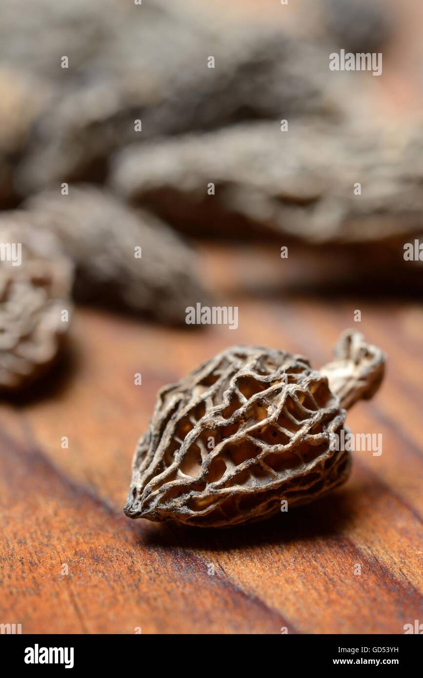 Morchella conica hi-res stock photography and images - Alamy