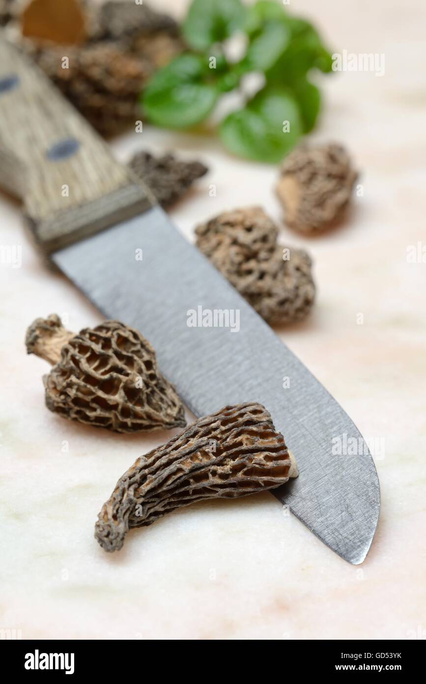 dried morels / (Morchella conica Stock Photo - Alamy