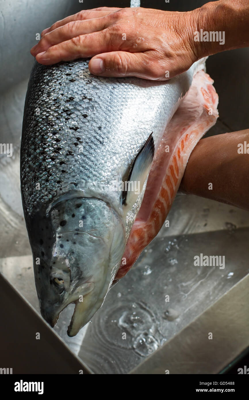 Male hands holding a fish. Raw fish of big size. What a nice catch ...