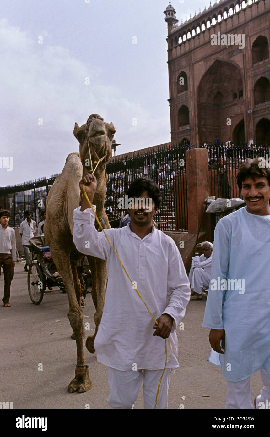Camel for sale Stock Photo - Alamy