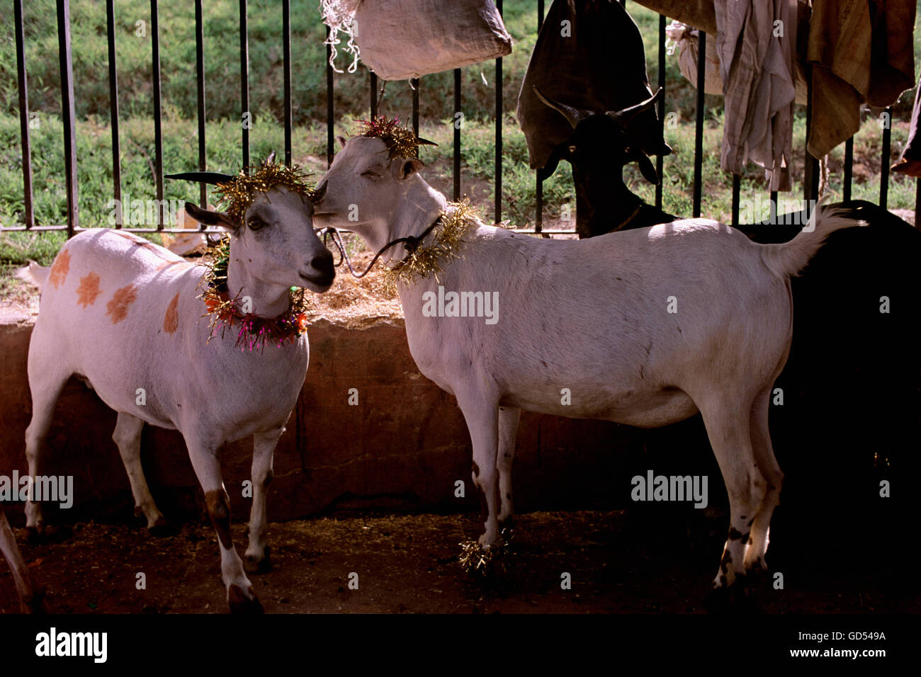 Bakr id hi-res stock photography and images - Alamy