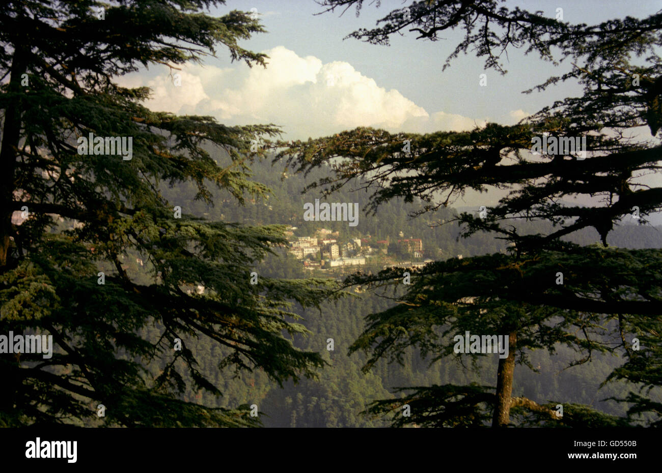 Shimla town between pine trees Stock Photo - Alamy