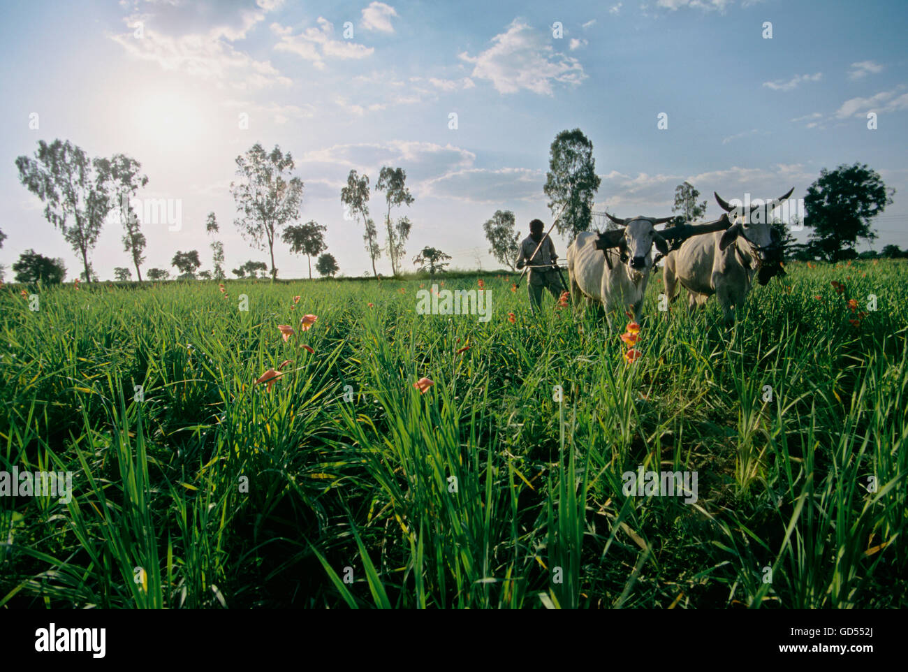 Farmer with ox ploughing in the field Stock Photo - Alamy