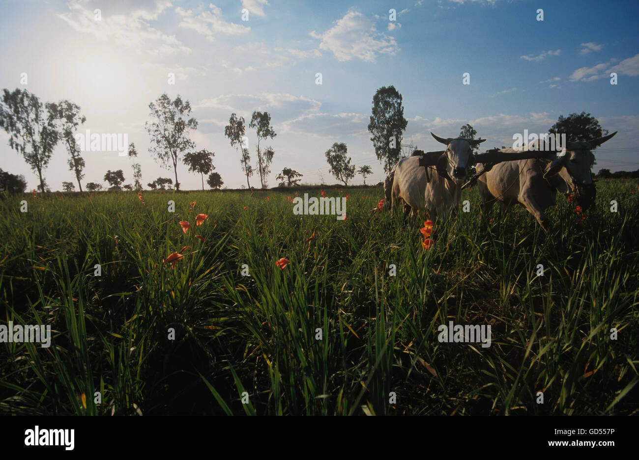Buffaloes ploughing field hi-res stock photography and images - Alamy