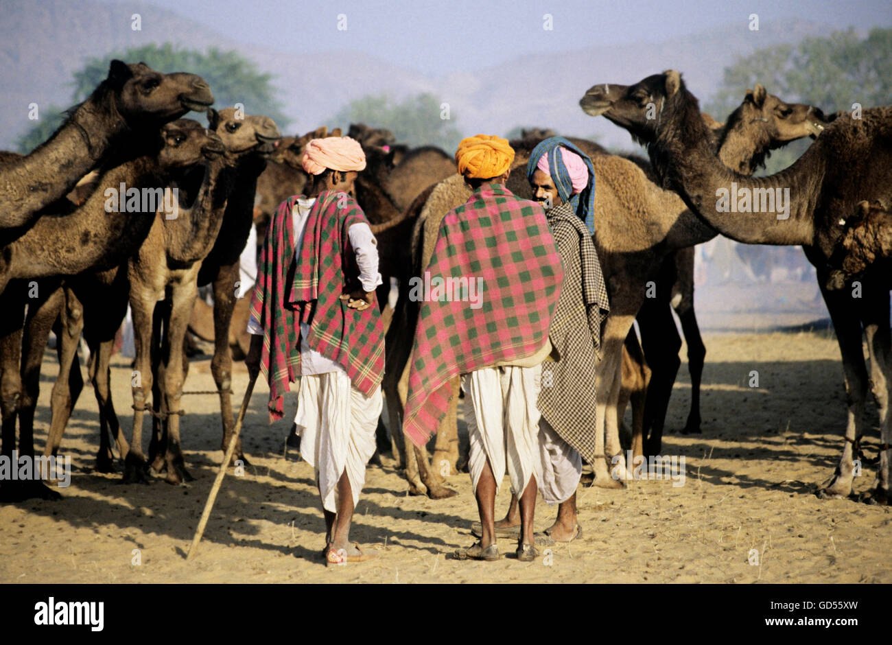 Camel herders and their camels Stock Photo - Alamy