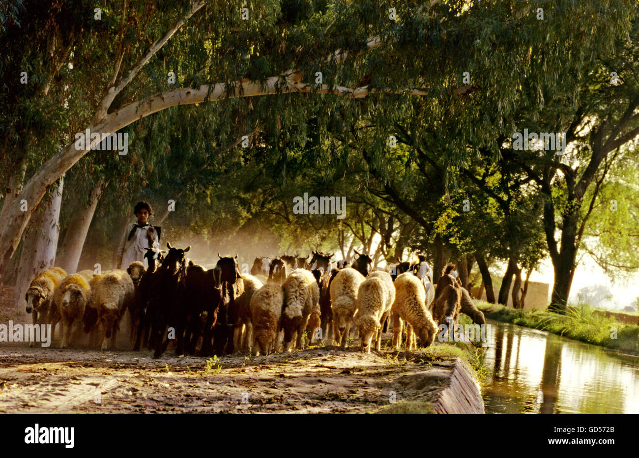 Shepherd with his flock Stock Photo - Alamy