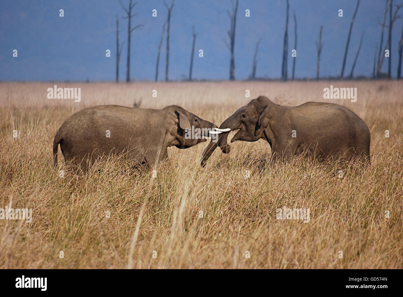 Elephants fighting with each other Stock Photo - Alamy