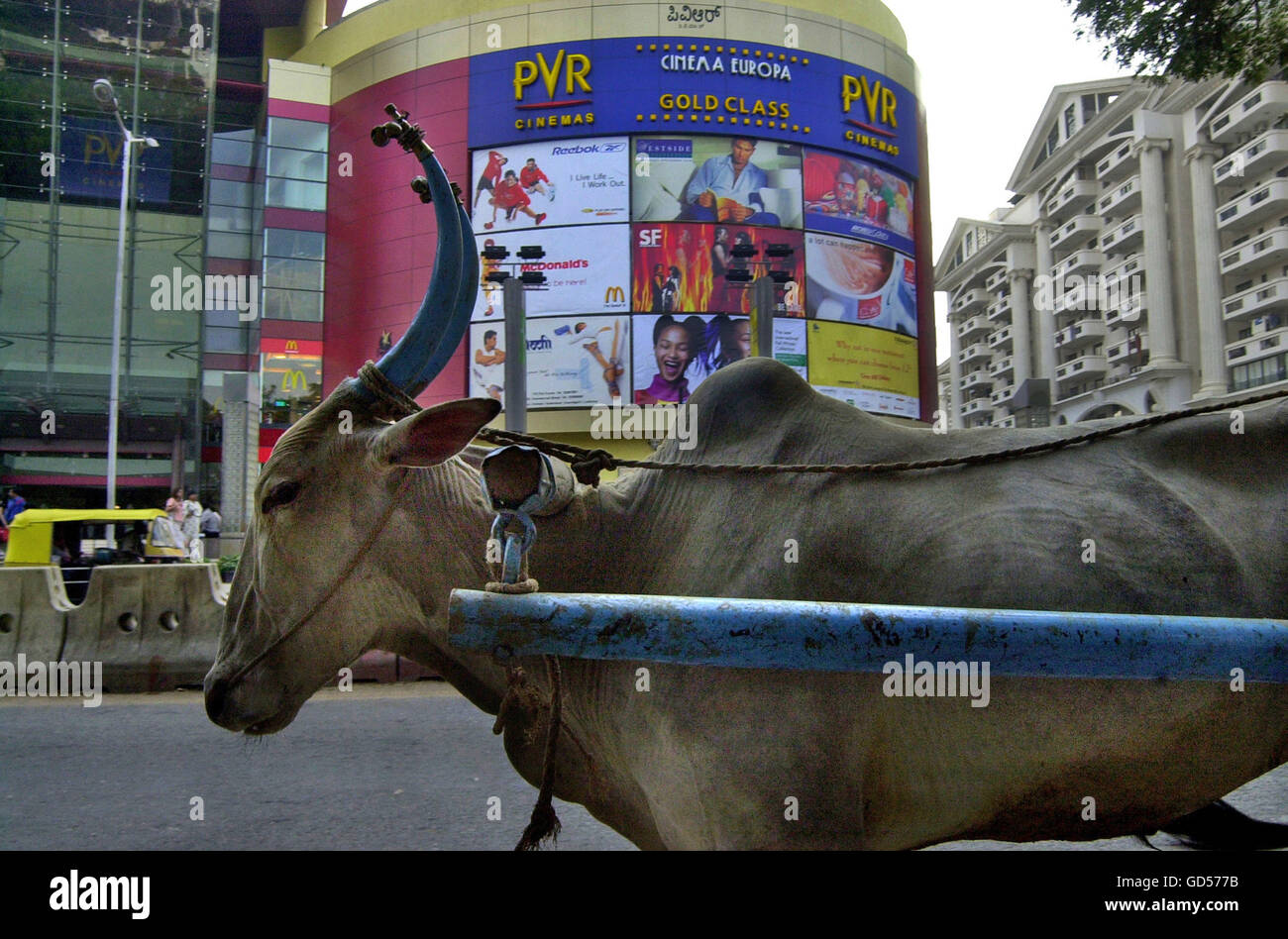 Bull Pulling Cart High Resolution Stock Photography and Images - Alamy
