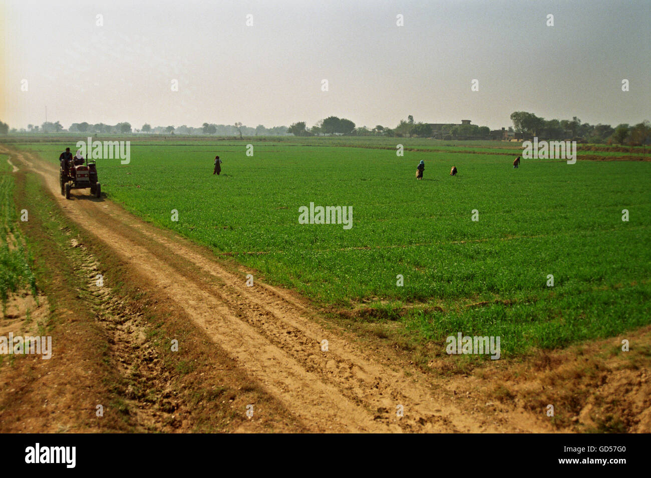India haryana trees hi-res stock photography and images - Alamy