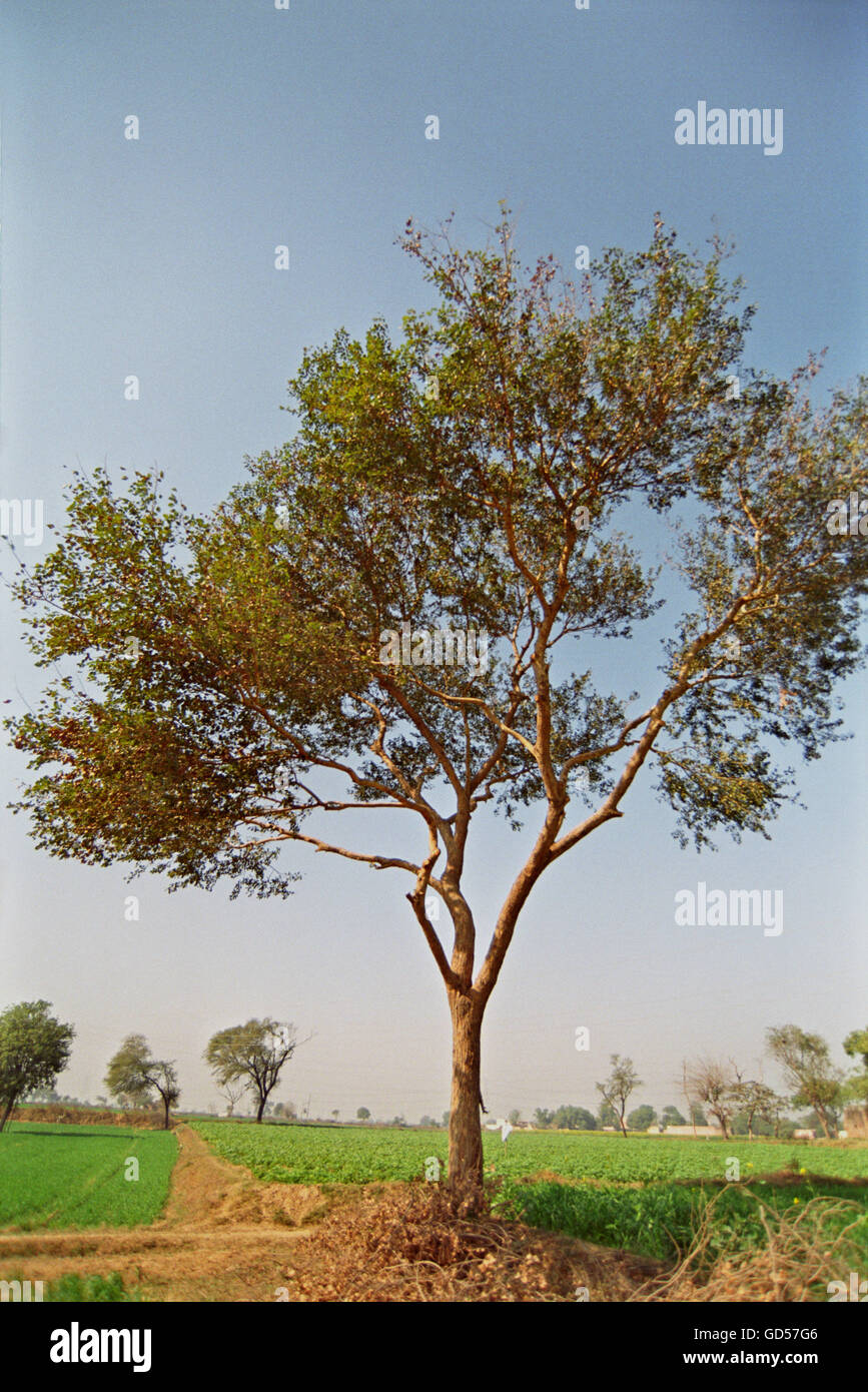India Haryana Trees High Resolution Stock Photography and Images - Alamy