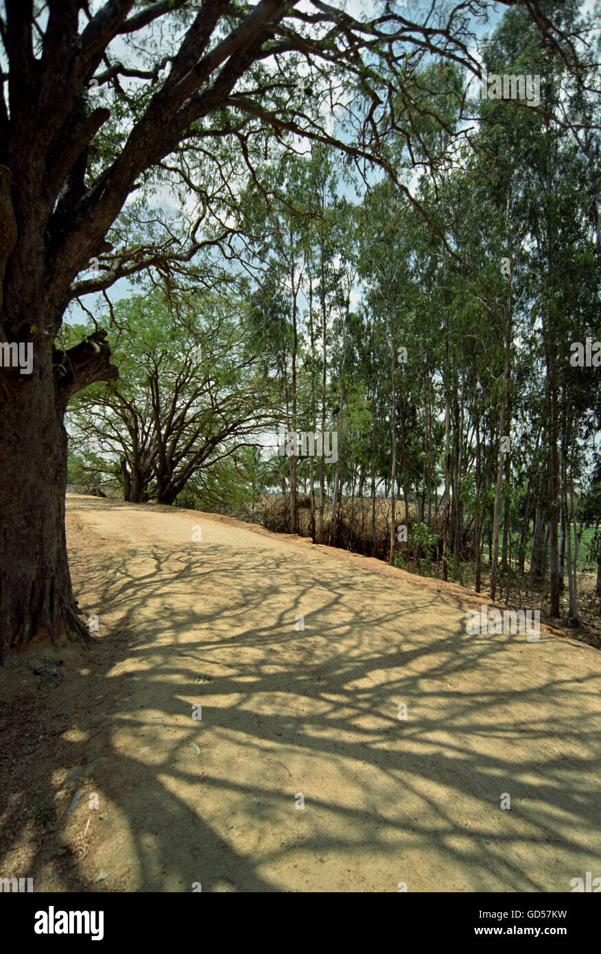 Shadow of a tree Stock Photo - Alamy