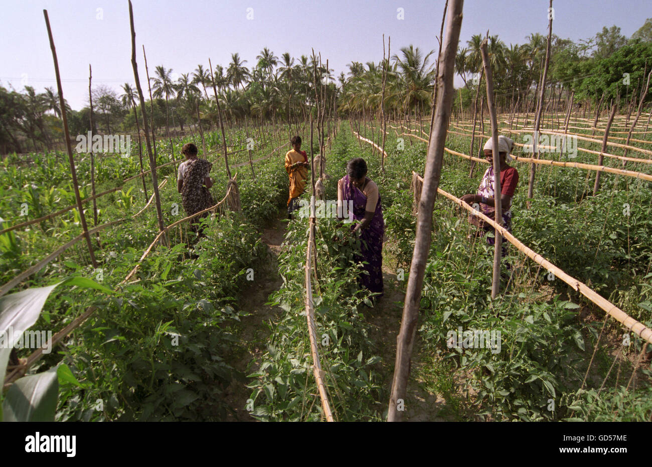 Villagers farming hi-res stock photography and images - Alamy