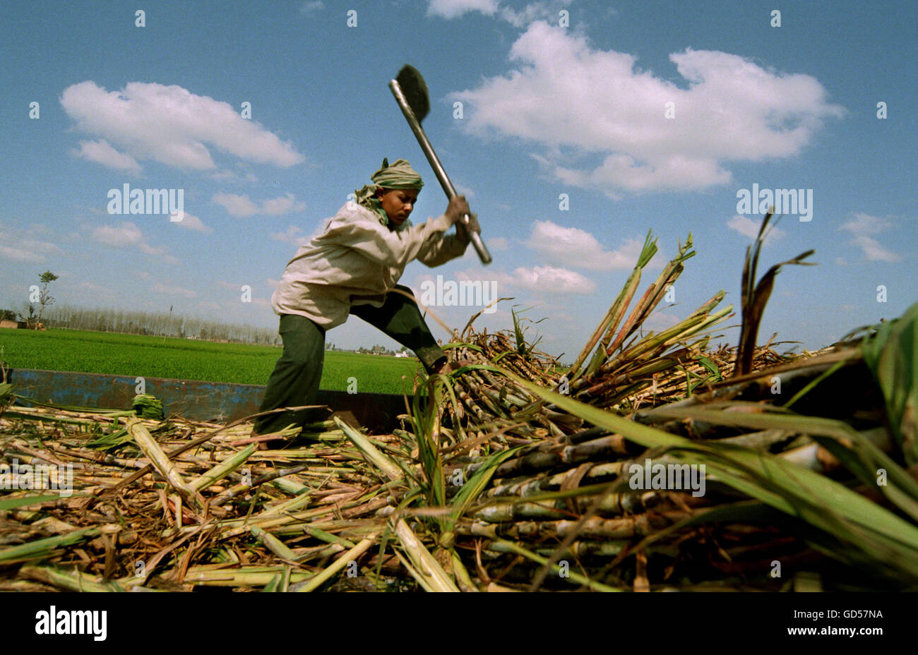 Sugar cane farmer Stock Photo - Alamy