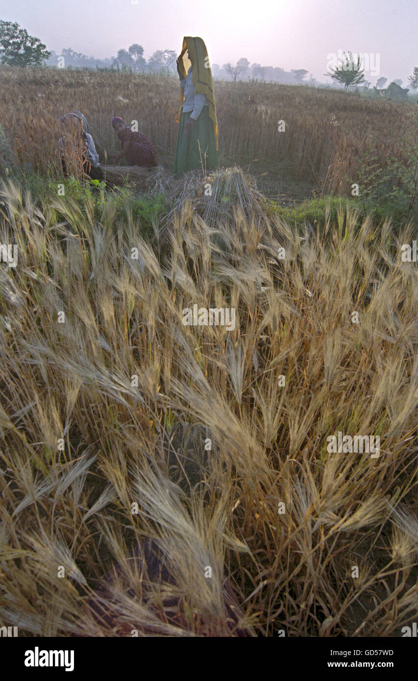 Haryana farming hi-res stock photography and images - Alamy