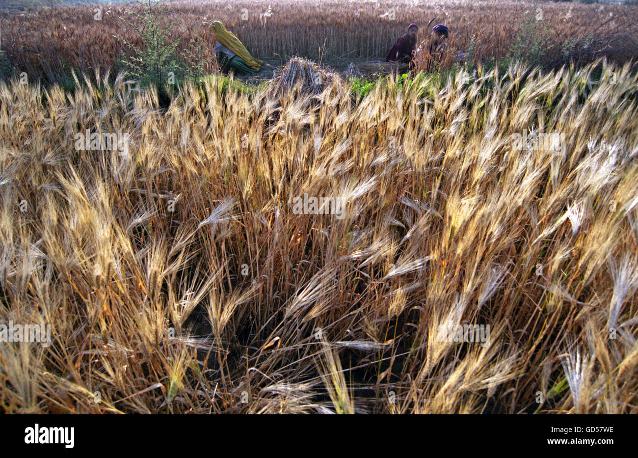 Haryana farming hi-res stock photography and images - Alamy