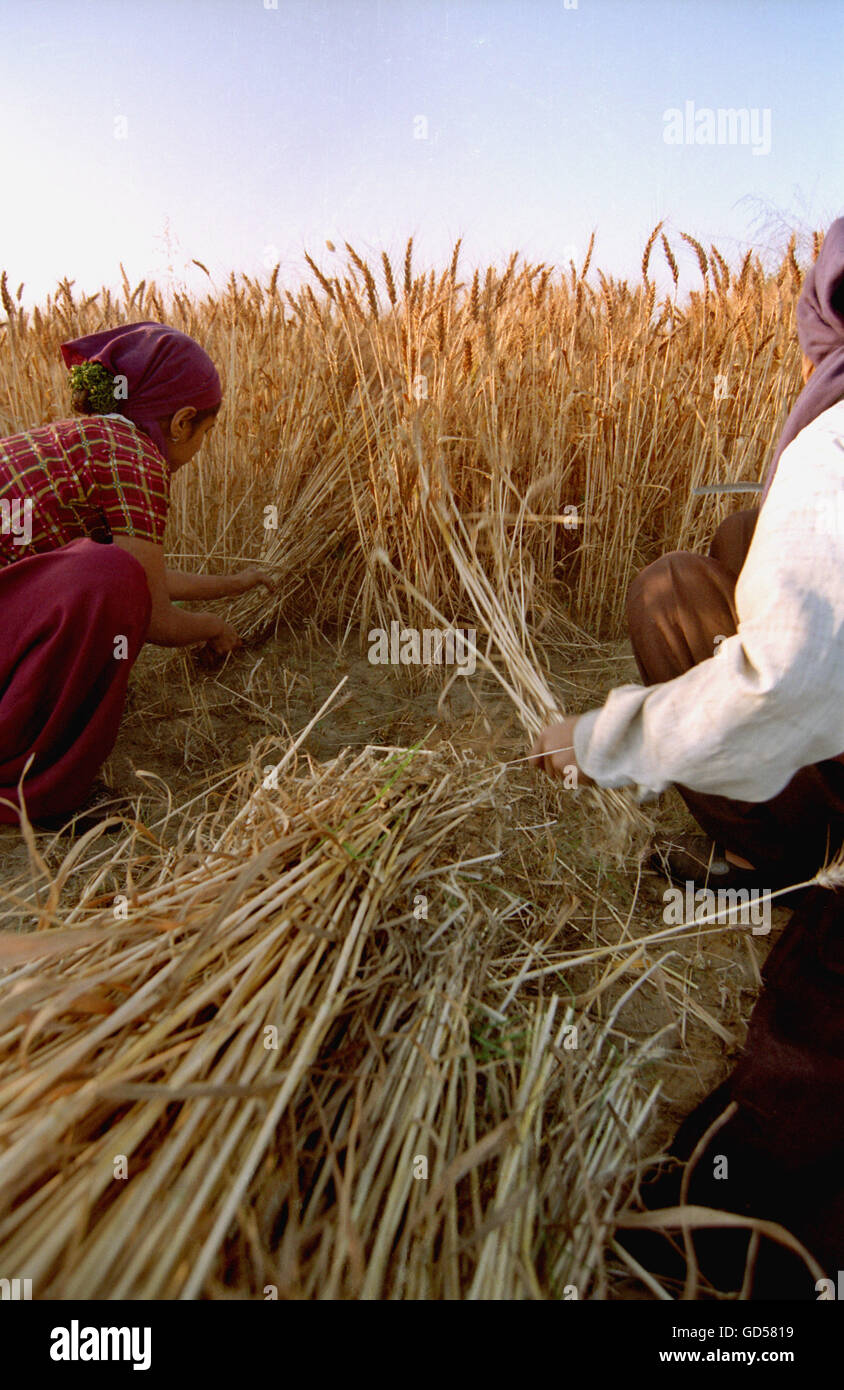 Farmer working in field Stock Photo - Alamy